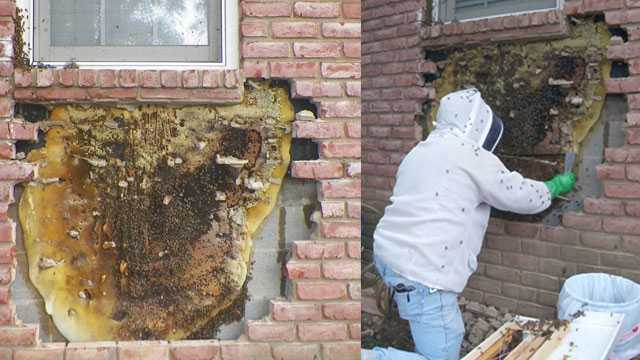 'Holy huge' hive: Beekeeper removes massive honeycomb from wall of house