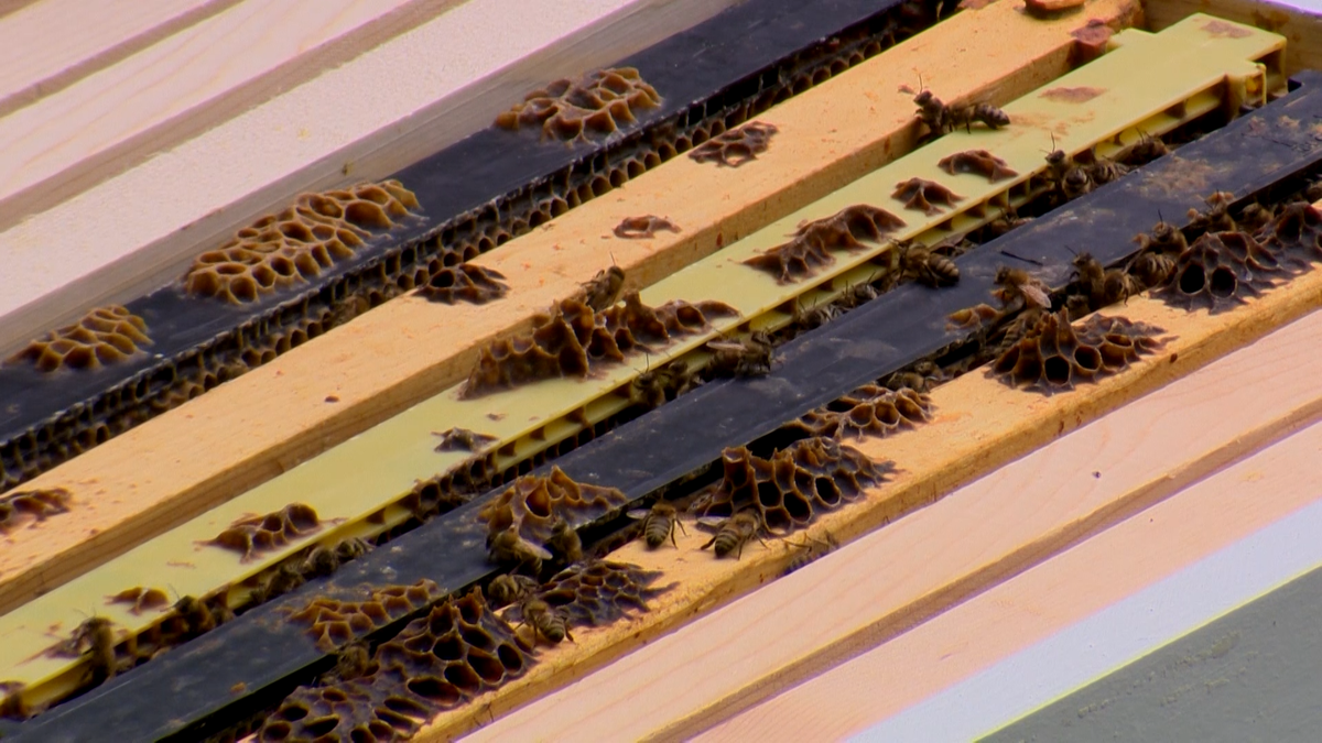 Baltimore school's beehive creates 'buzz' over environment