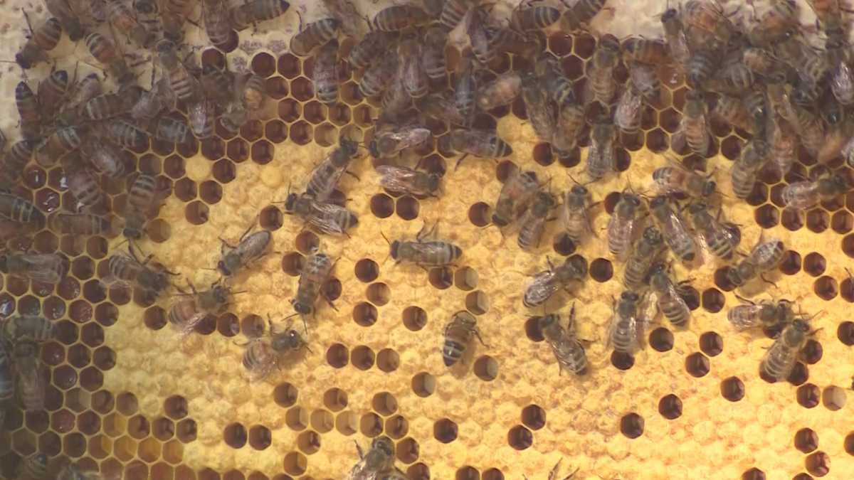 Baltimore beekeeper starts The John Newman Honeybee Co.