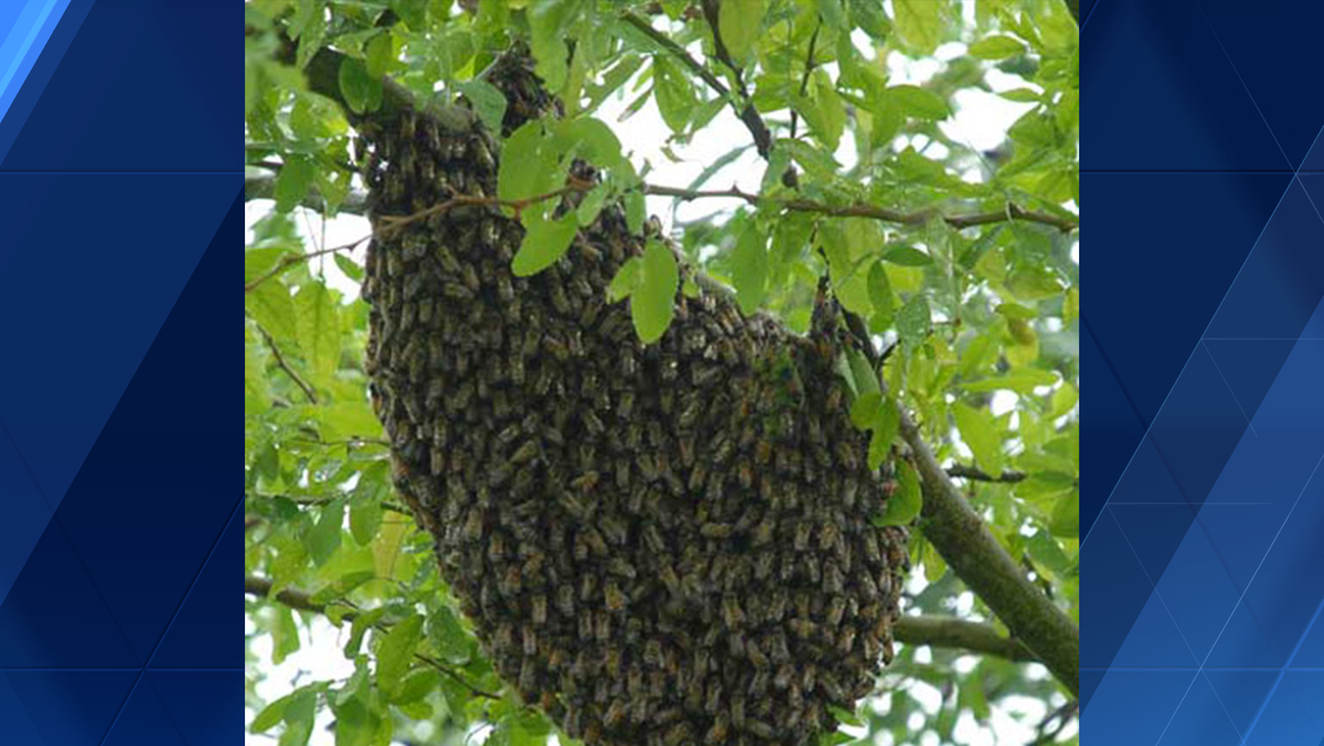 'Feral swarms' of invasive bees euthanized in 2 Alabama counties
