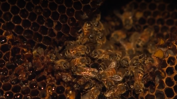 Couple shocked to find thousands of bees in attic