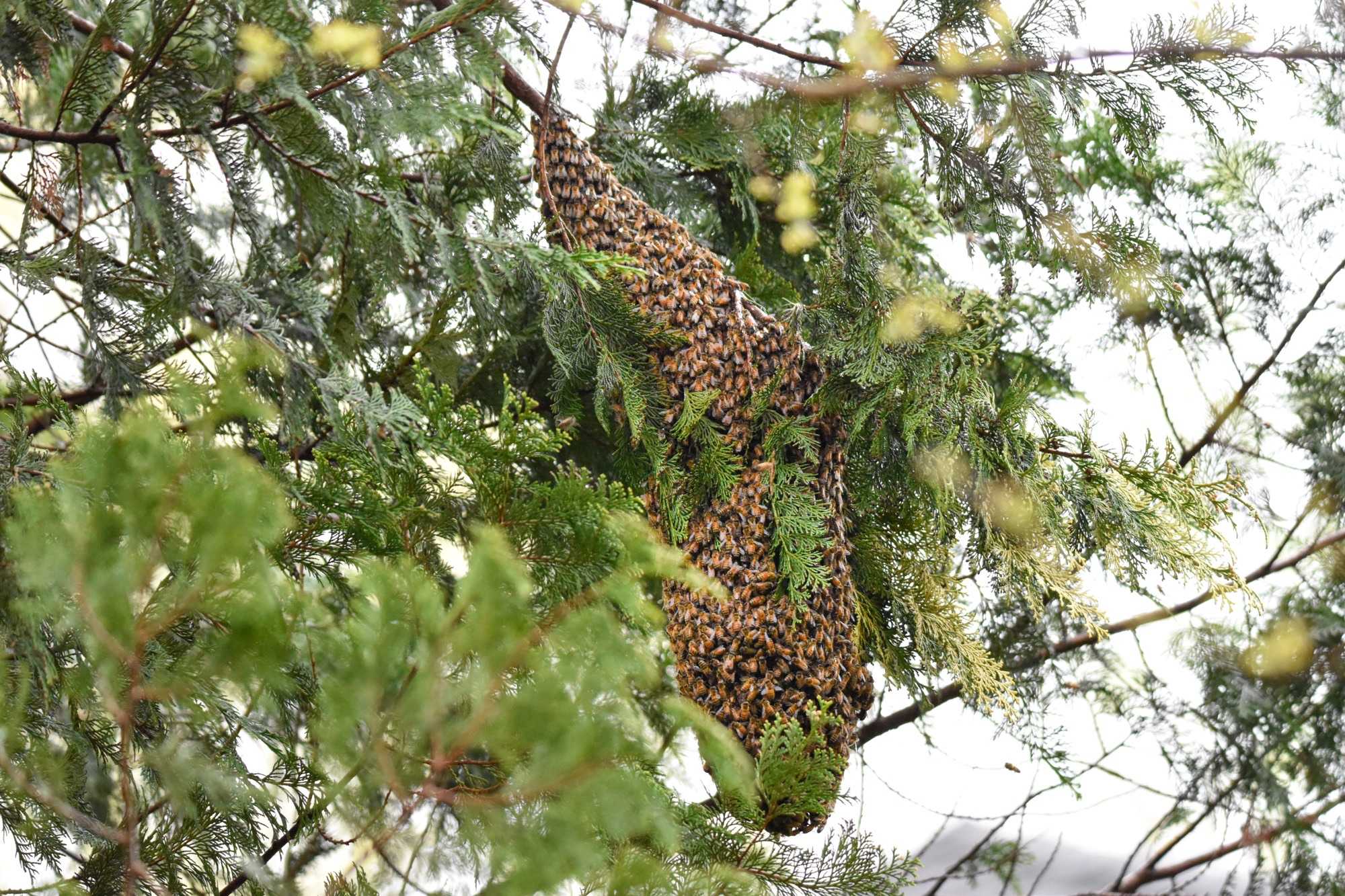 Honey Bee Hive In Tree