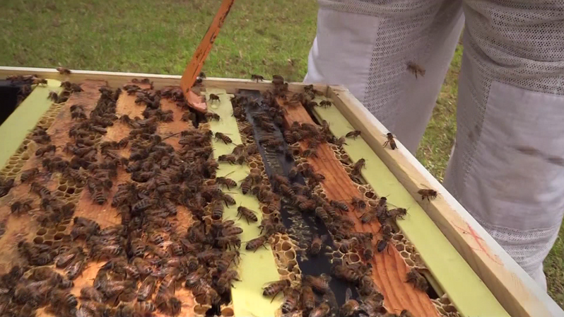 Oklahoma beekeepers seeing more swarms than ever before
