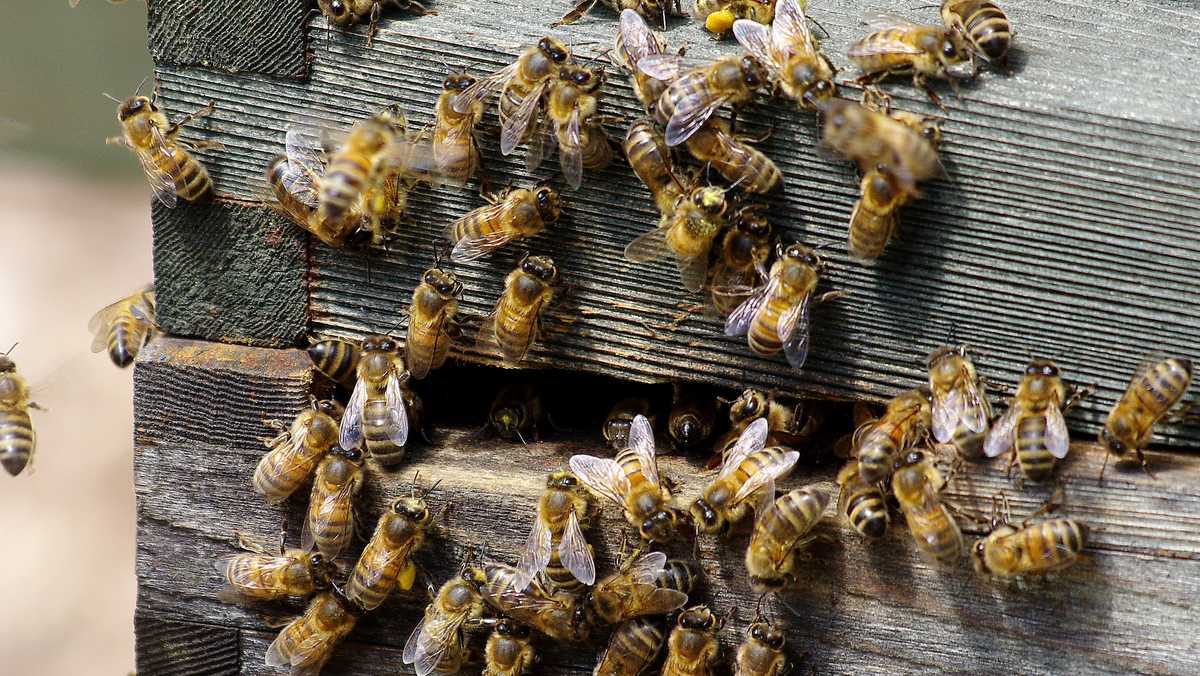 Massive Insect Decline Could Have catastrophic Environmental Impact massive-insect-decline-could-have-catastrophic-environmental-impact