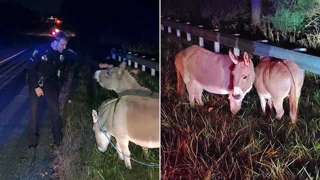 Police officers corral donkeys from Route 24 in Bel Air