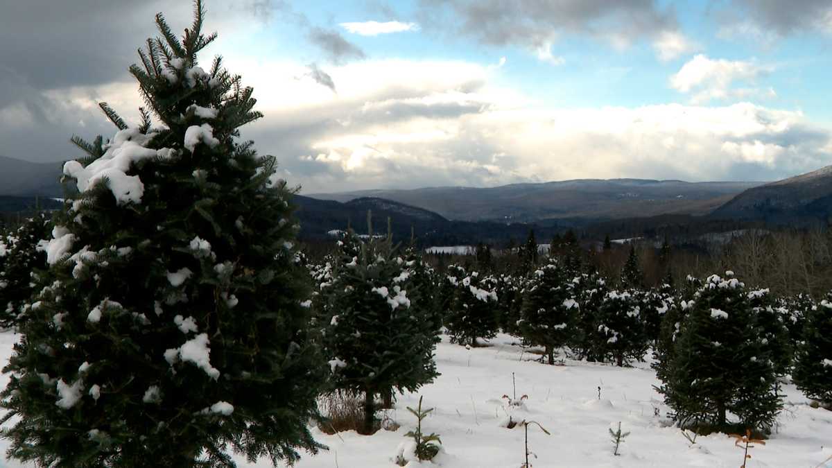Beloin Christmas Tree Farm