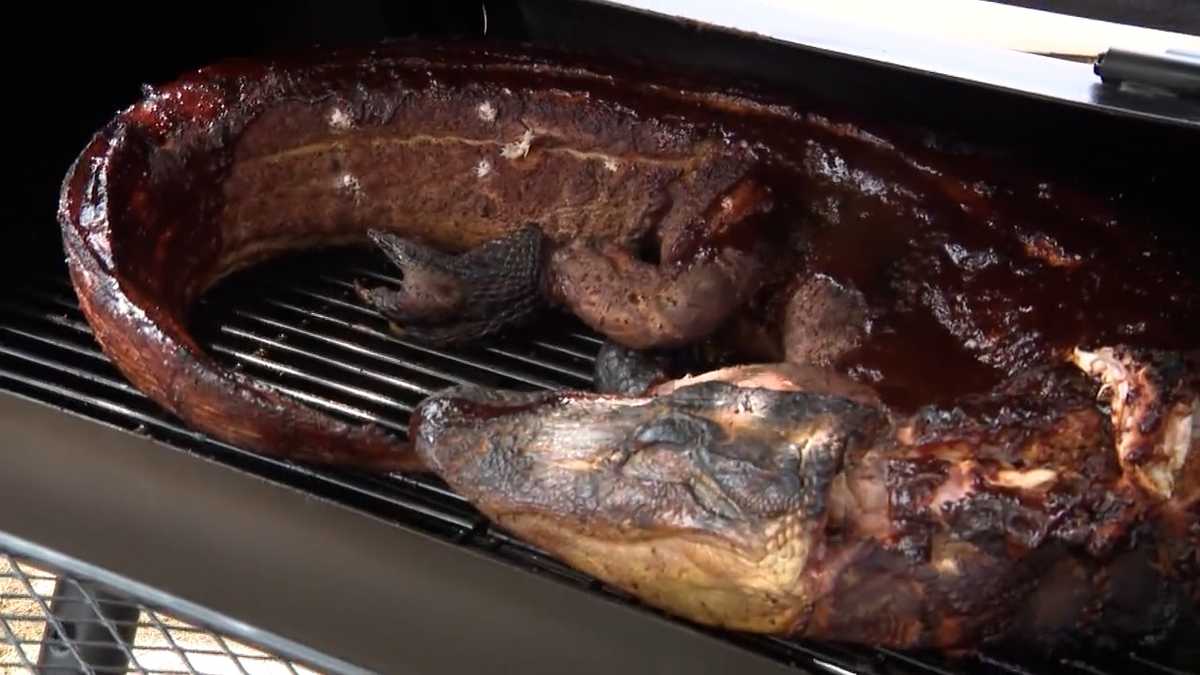 LSU fans grilled gator