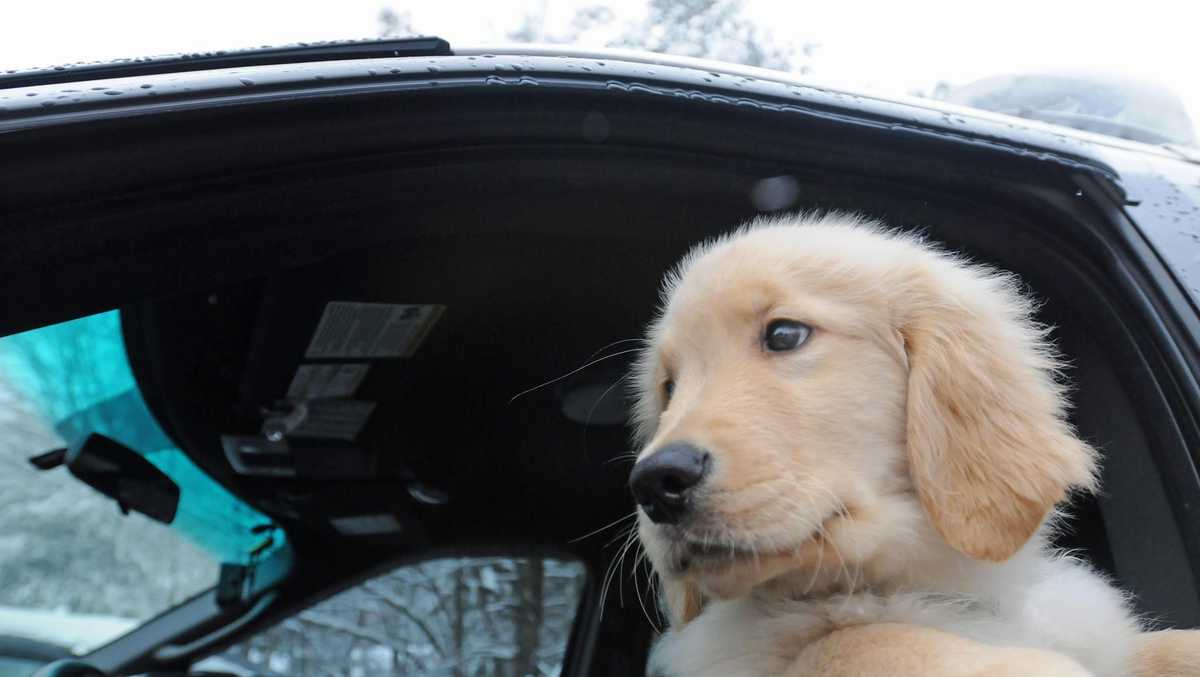 Meet Ben Franklin, an adorable new police therapy dog