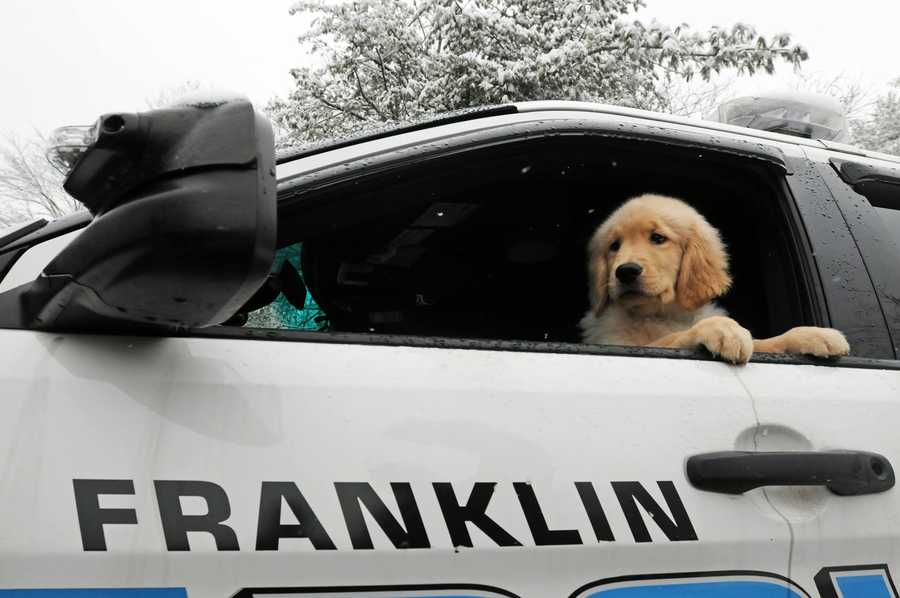 Meet Ben Franklin, an adorable new police therapy dog