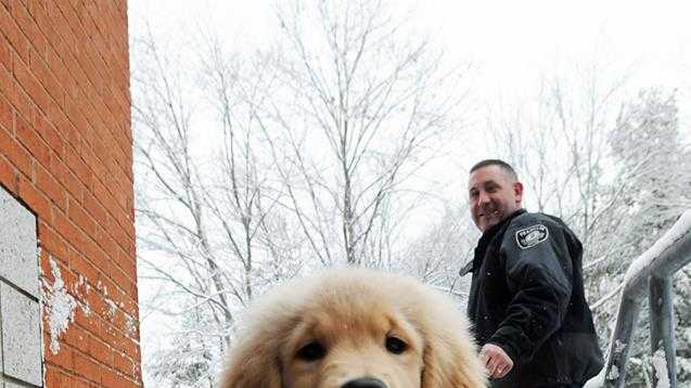 Meet Ben Franklin, an adorable new police therapy dog