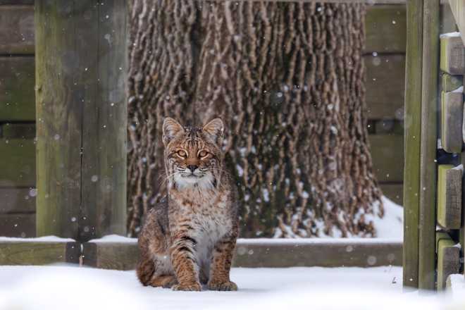 Iowa DNR say bobcat sighting is 'wildlife success story'