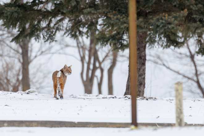 Iowa DNR say bobcat sighting is 'wildlife success story'