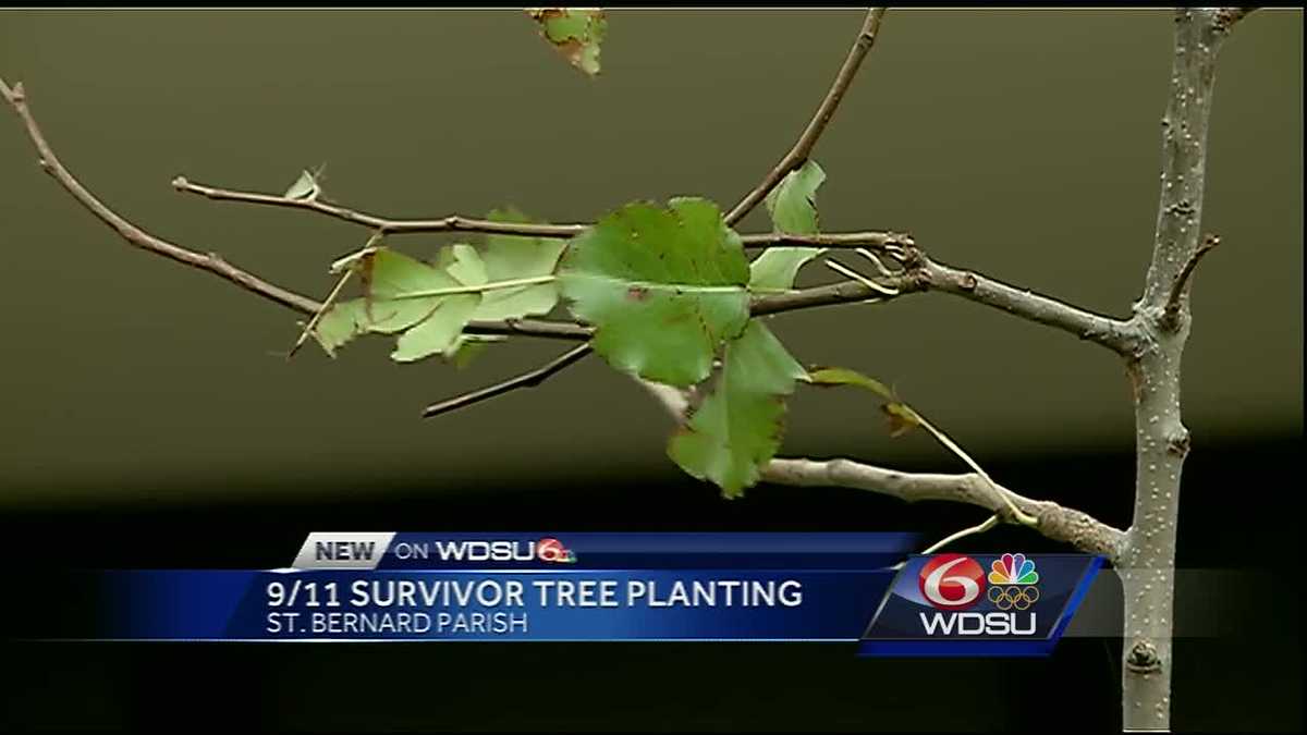 Revived from the rubble, replanted in St. Bernard Parish
