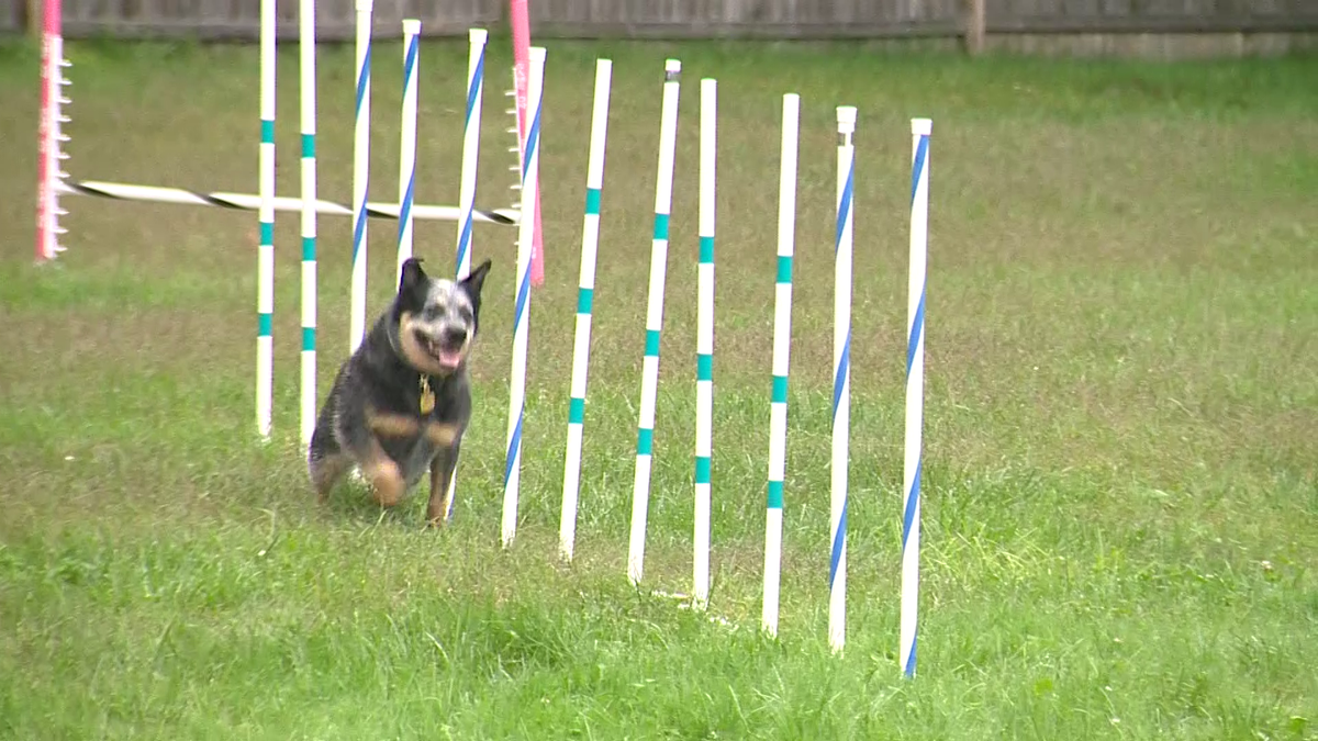 Local pooch taking national stage on 'America's Top Dog'