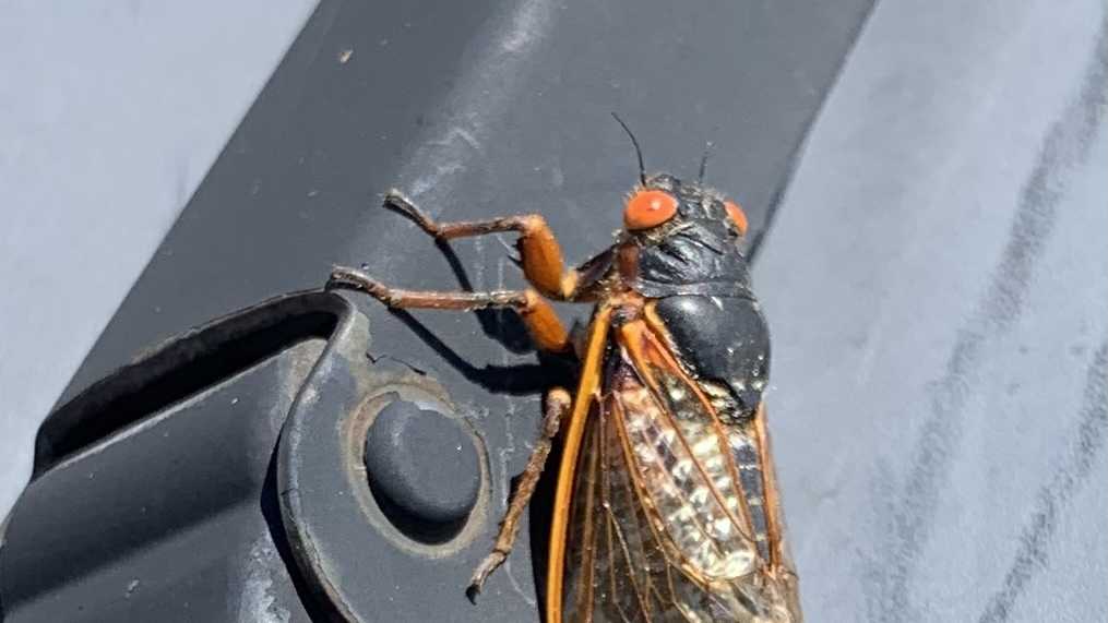 Photos: See the Brood X Cicadas emerging in Maryland