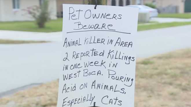 Pet owner searching for person who poured acid on her cat