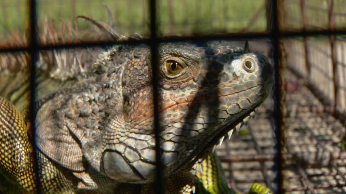 6-foot iguana stops traffic
