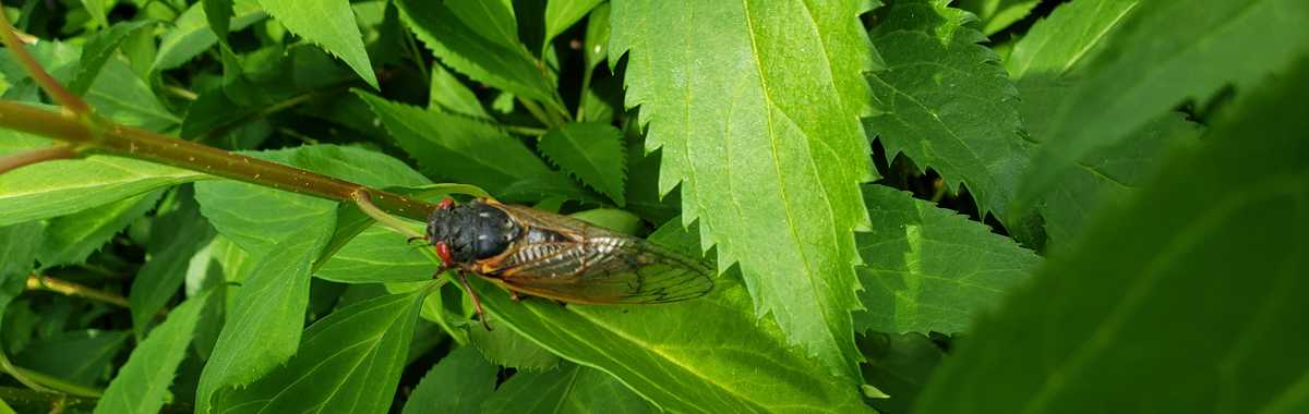 Photos: See the Brood X Cicadas emerging in Maryland