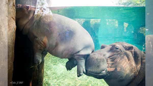 Bibi the hippo, world’s most patient mother, celebrates 22nd birthday