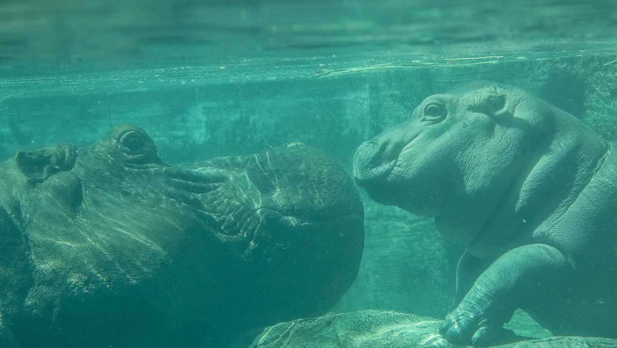Meet BiFi: Baby hippo Fiona, mom Bibi spending more and more time together