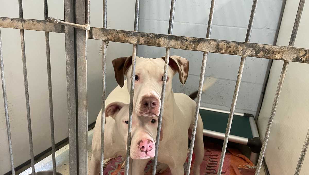 Big Dog Ranch Rescue saves stray and owner-surrendered dogs from ...