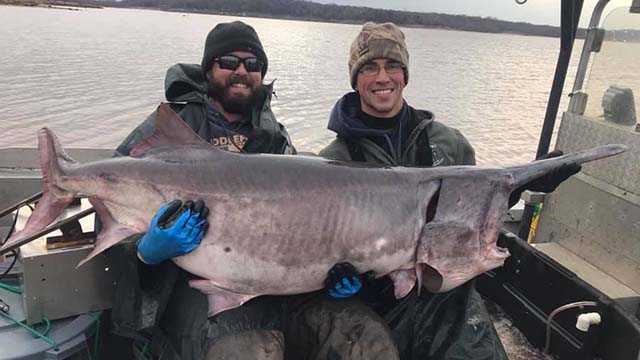 'Monster' paddlefish caught at Keystone Reservoir