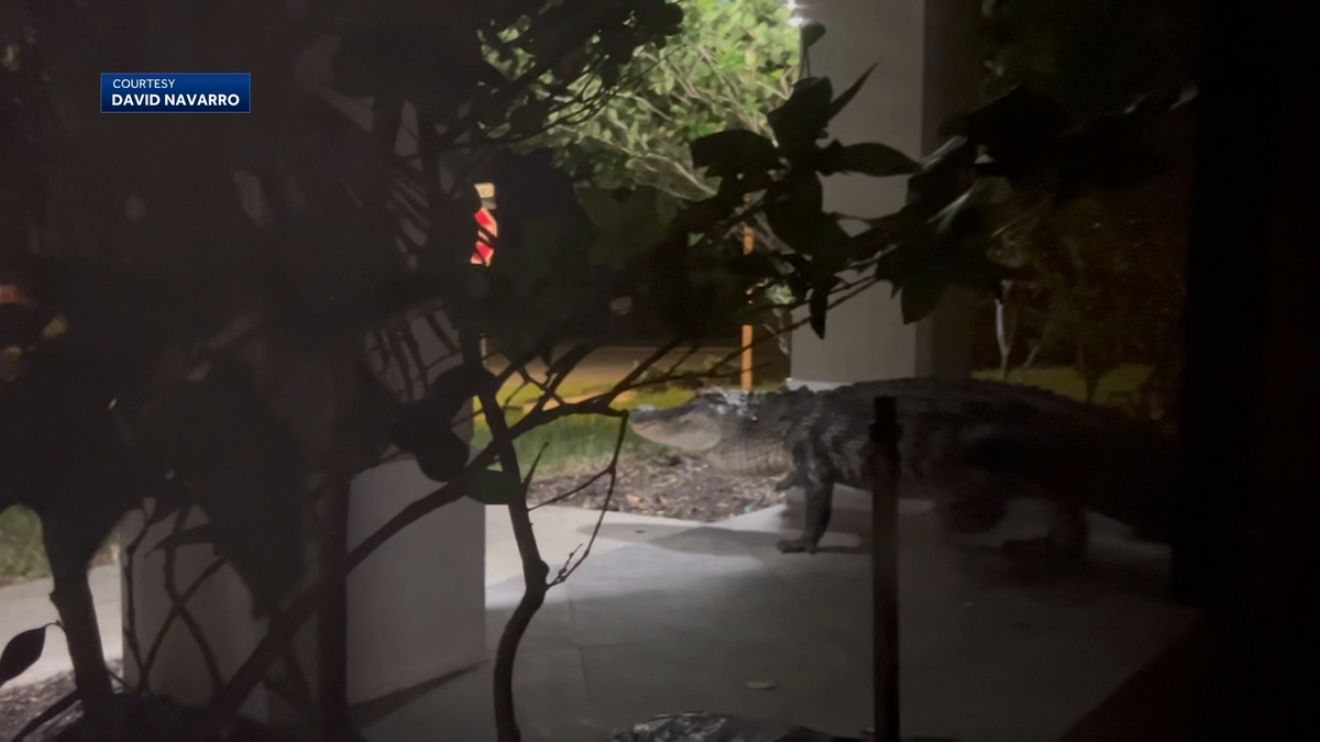 Large gator comes to family's front door in Winter Garden