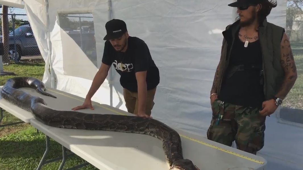 Hunter captures monster python in Florida Everglades