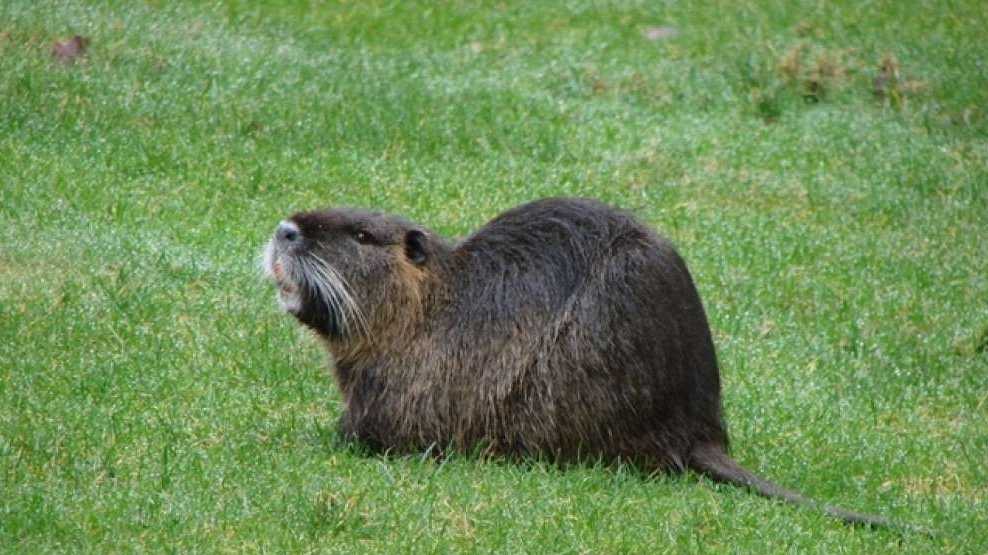 Huge, invasive rodents discovered in Central Valley
