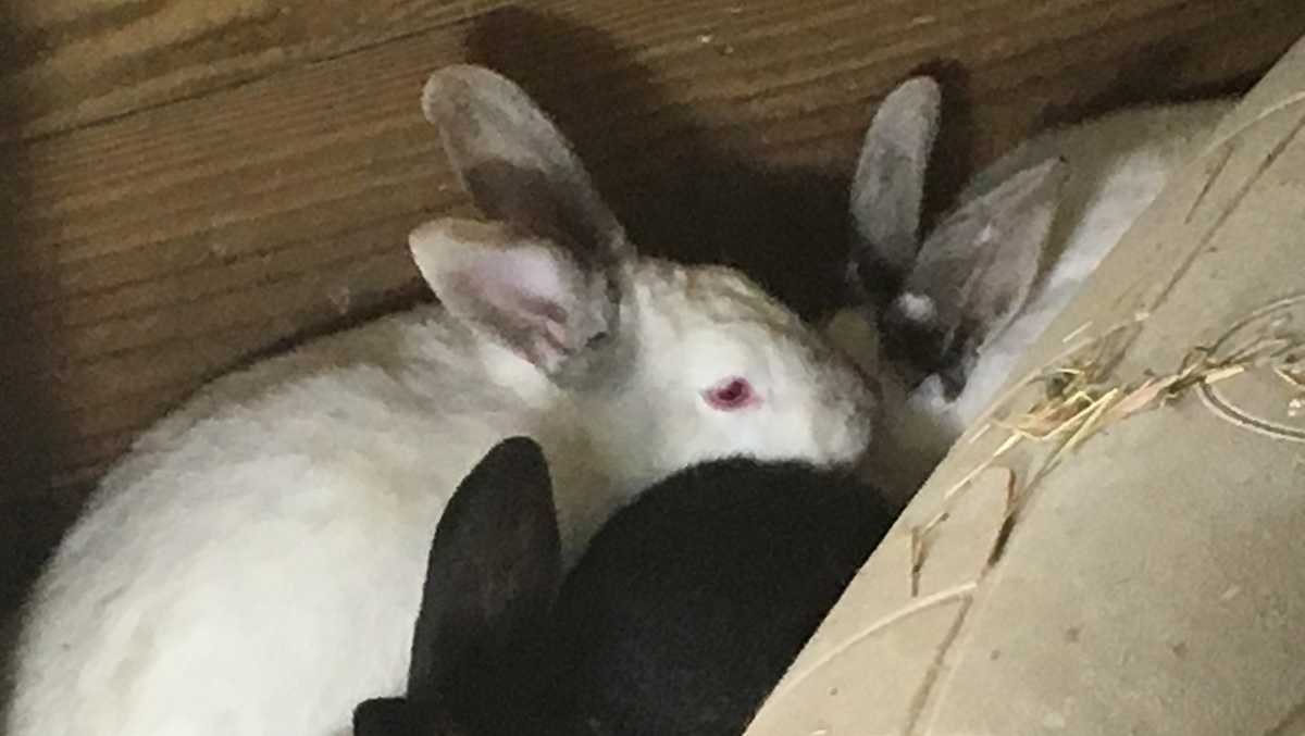 Animal rescue ranch near Folsom gears up for frigid weekend