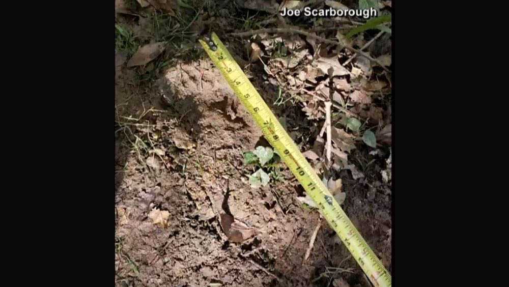 North Carolina man believes he found Bigfoot tracks North Carolina man believes he found Bigfoot tracks