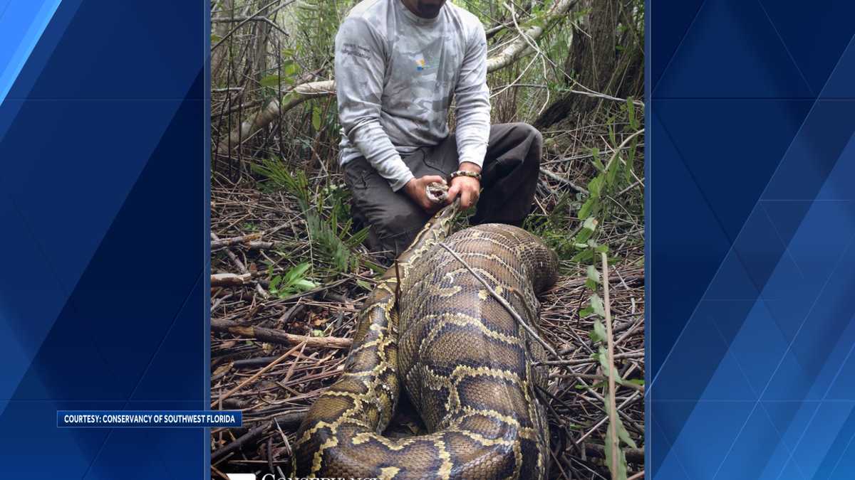 Photos show python devouring Florida deer weighing more than itself