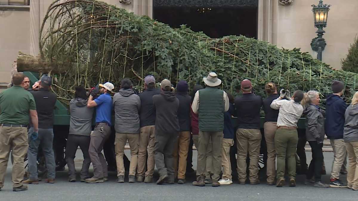 NC: Biltmore estate hosts post-Helene Christmas tree-raising