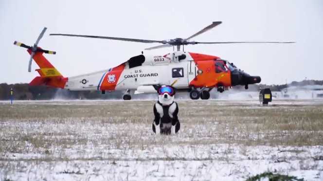 Meet Piper, the Aviation Bird Dog