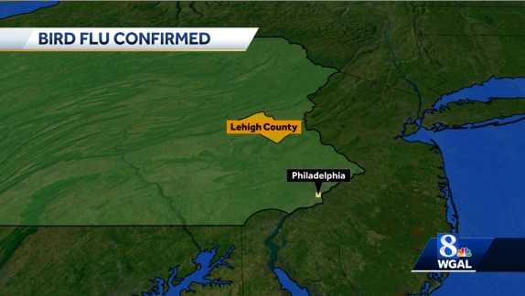 First case of avian flu confirmed in Pennsylvania poultry in 2025