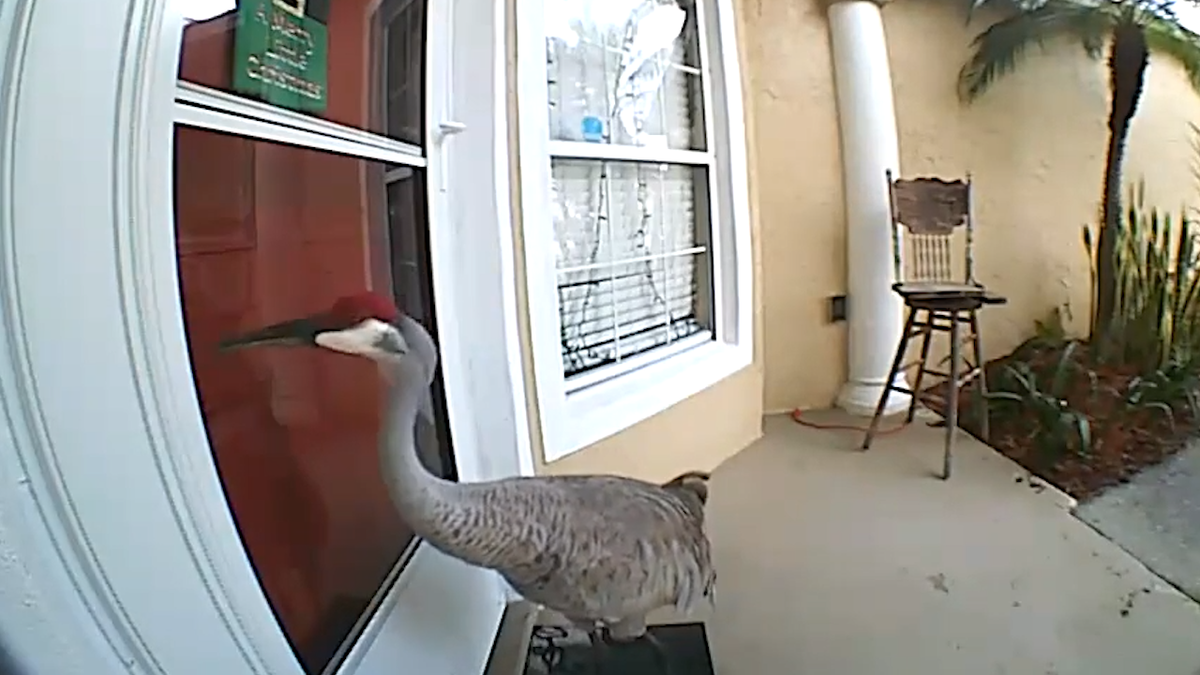 Bird Caught On Camera Knocking On Front Door Of Tavares Home