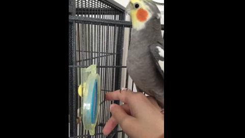 WATCH: Bird plays Peek-a-Boo, seems to chirp out words