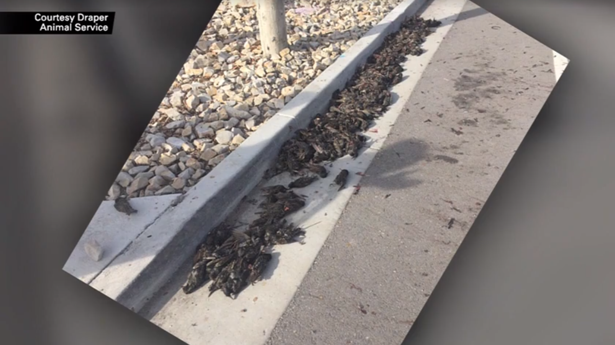 Hundreds of birds fall from the sky 'like leaves' in Utah town