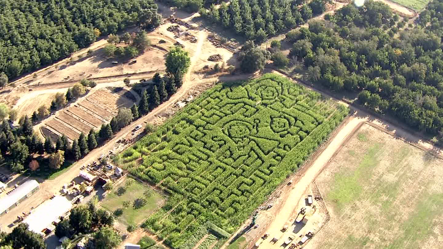 5 awesome Northern California corn mazes to explore this fall