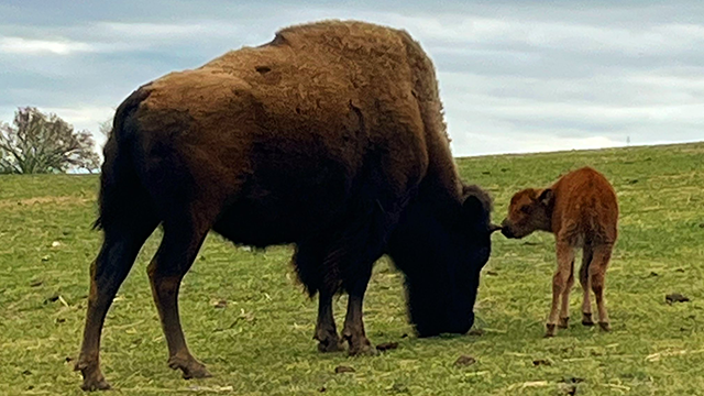 Pawnee Bill Ranch's first bison calf of season born over weekend