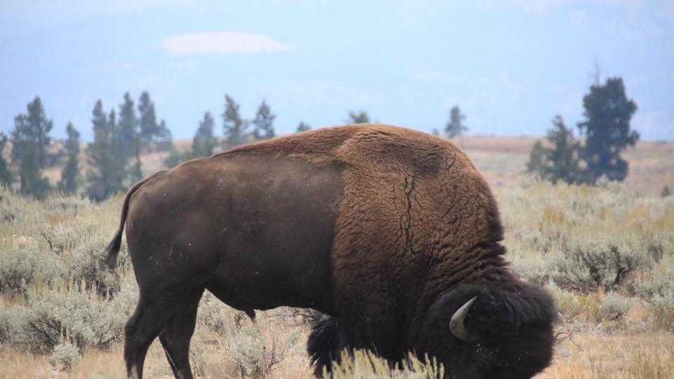 Tourists visiting Yellowstone 'volcano' injured by bison