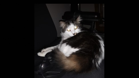 Lost and Found Pets in the WXII 12 Community