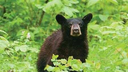 Bear killed after being hit by driver on Kansas road