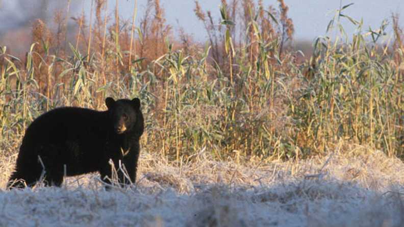 Vermont bear hunters took record number of animals in 2019