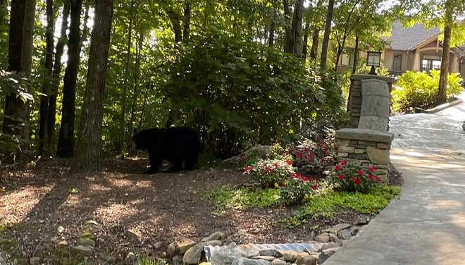 South Carolina: Huge bear spotted near homes in Landrum