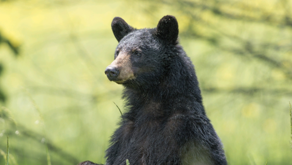 Peak of bear season: What you need to know to stay safe