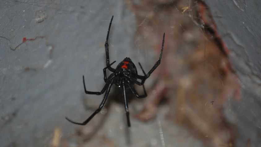 What are the most dangerous bugs in America; where are they?