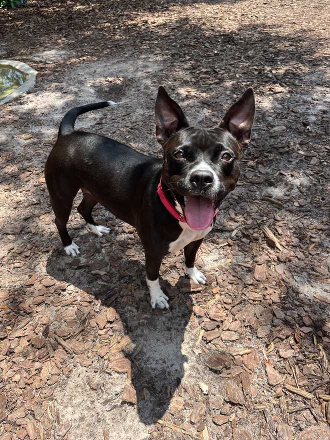 Find your perfect companion: Meet the adoptable pets from SPCA of Brevard