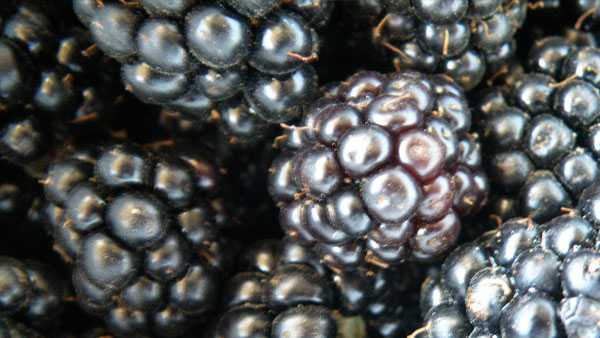 Kroger recalling some berries over possible hepatitis A contamination Kroger recalling some berries over possible hepatitis A contamination