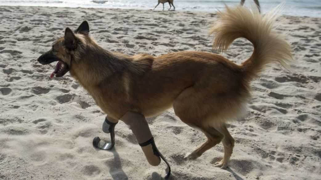 Dog whose legs were cut off is now a 'blade runner'